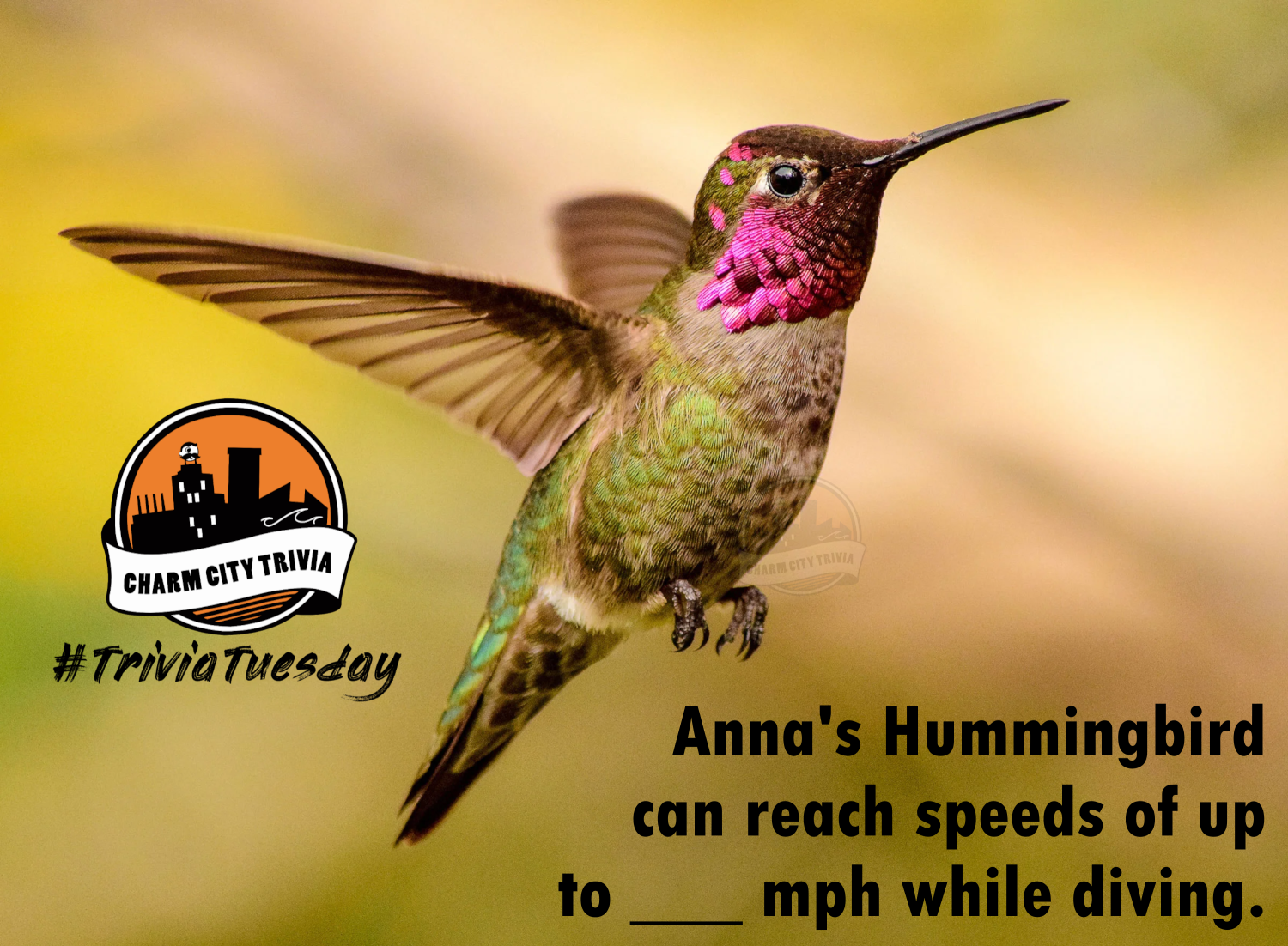 Join Us for Trivia Tuesday! - Washington Metro Oasis